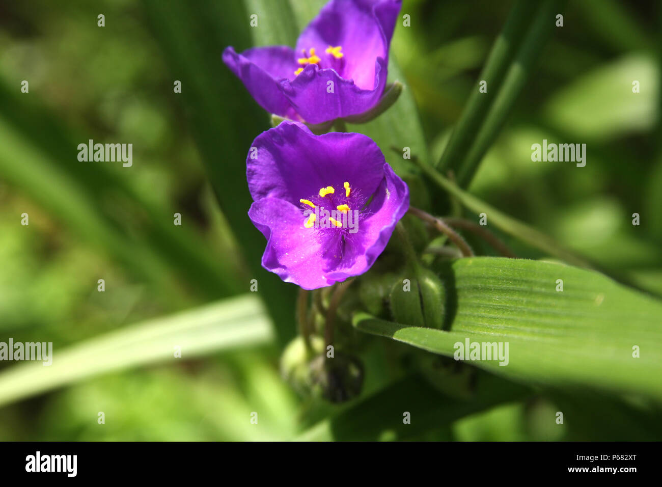 Spiderwort Flower High Resolution Stock Photography and Images - Alamy