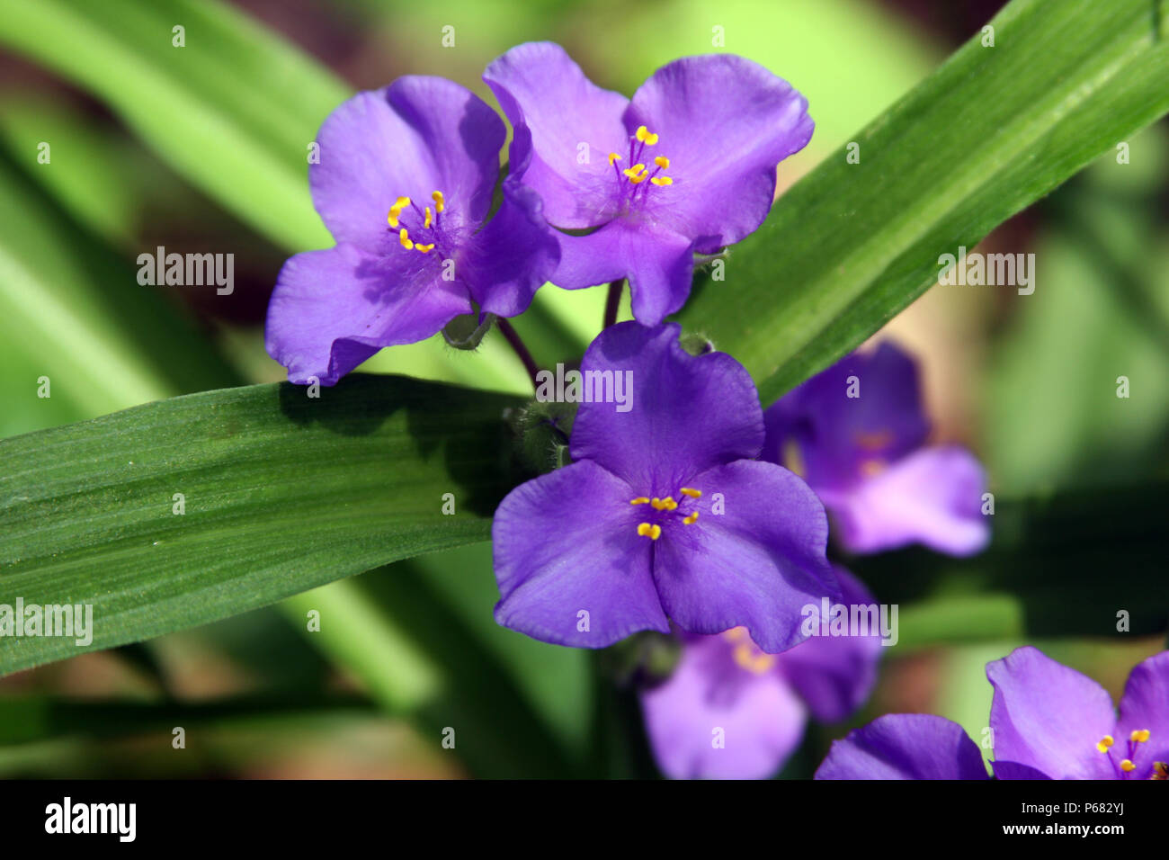 Purple spiderwort flower Stock Photo - Alamy