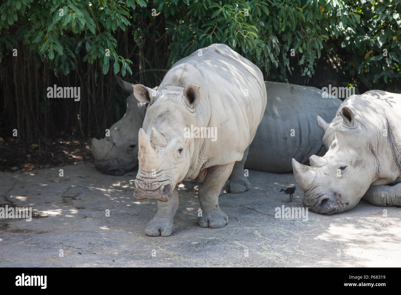 Taipei Zoo,zoo,animal,animals,Taipei,Taipei City,Taiwan,city,island ...