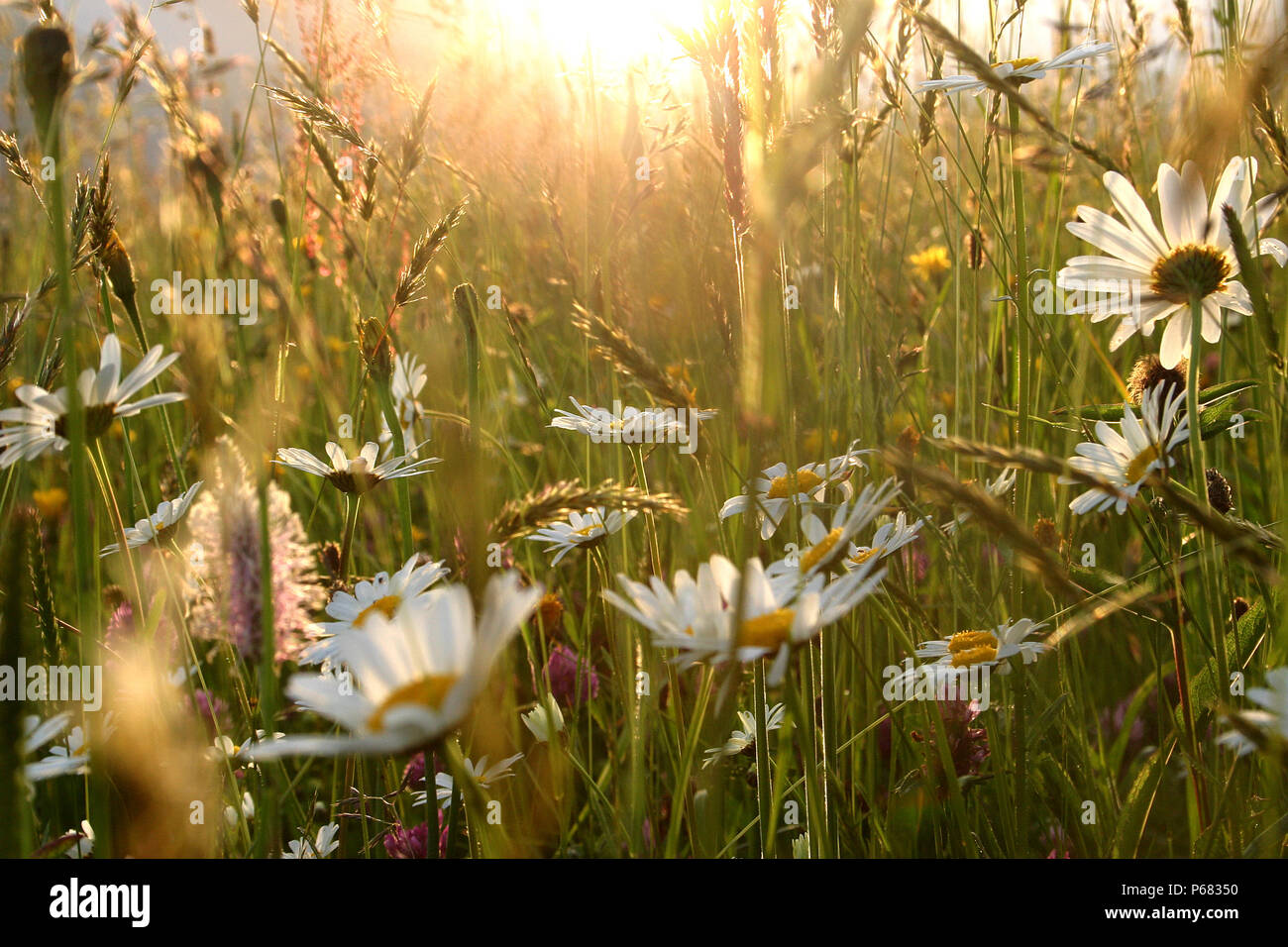 Beautiful Field Of Daisies