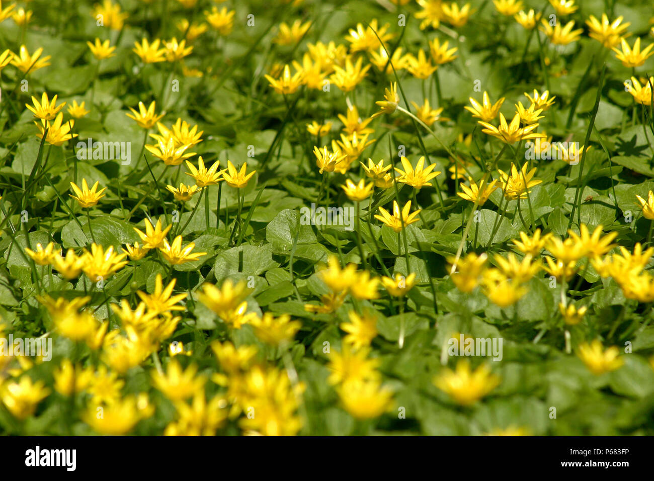 Lesser celandine flowers Stock Photo - Alamy