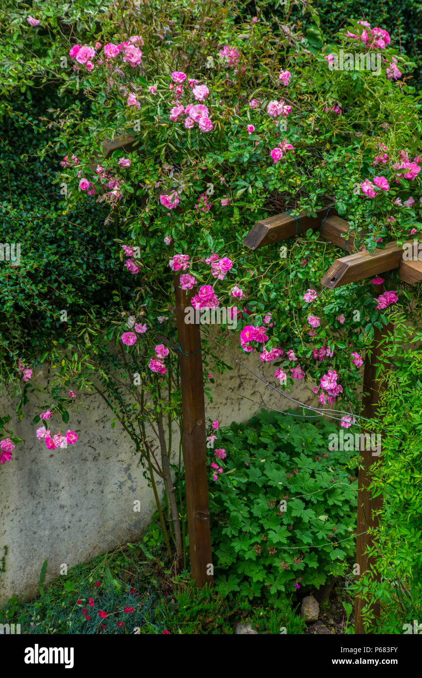 rose bush climbing in a city garden Stock Photo - Alamy