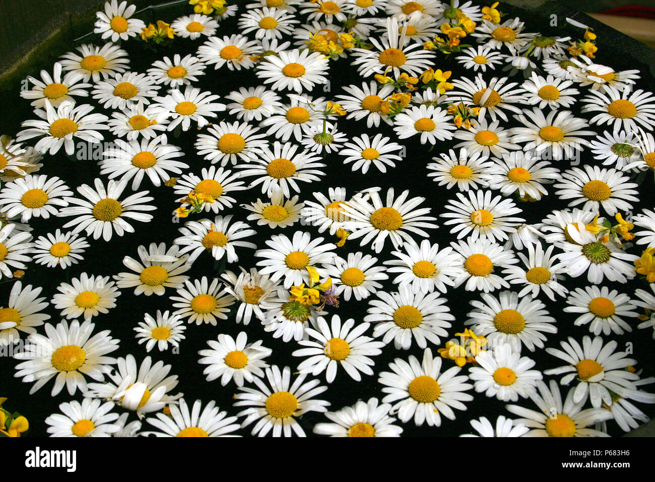 Daisy bloom arrangement hi-res stock photography and images - Alamy
