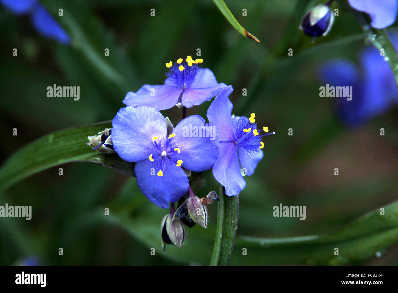 Species of spiderwort hi-res stock photography and images - Alamy
