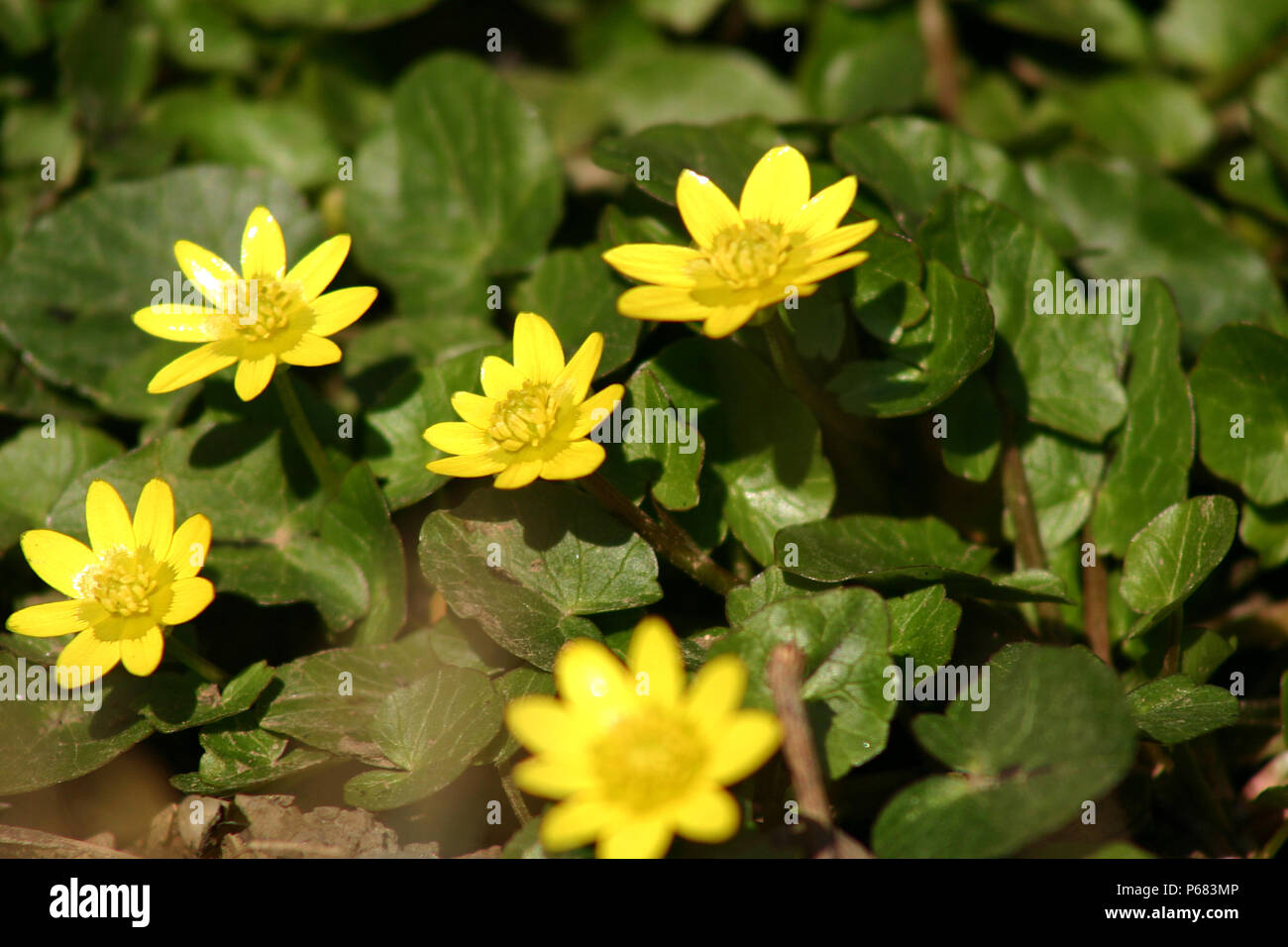 Lesser celandine flowers Stock Photo - Alamy
