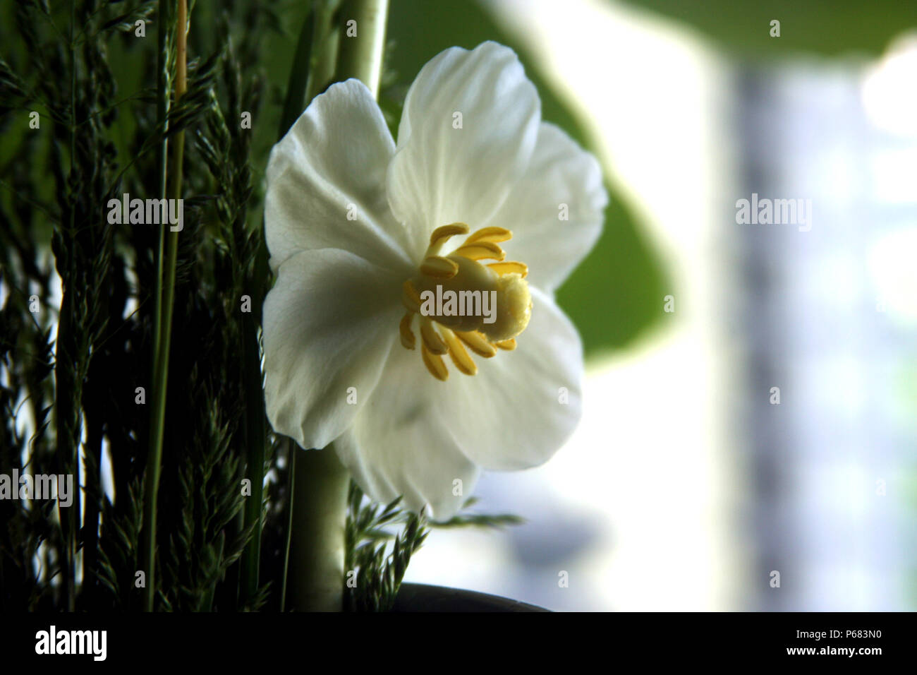 Podophyllum/ Mayapple flower Stock Photo - Alamy
