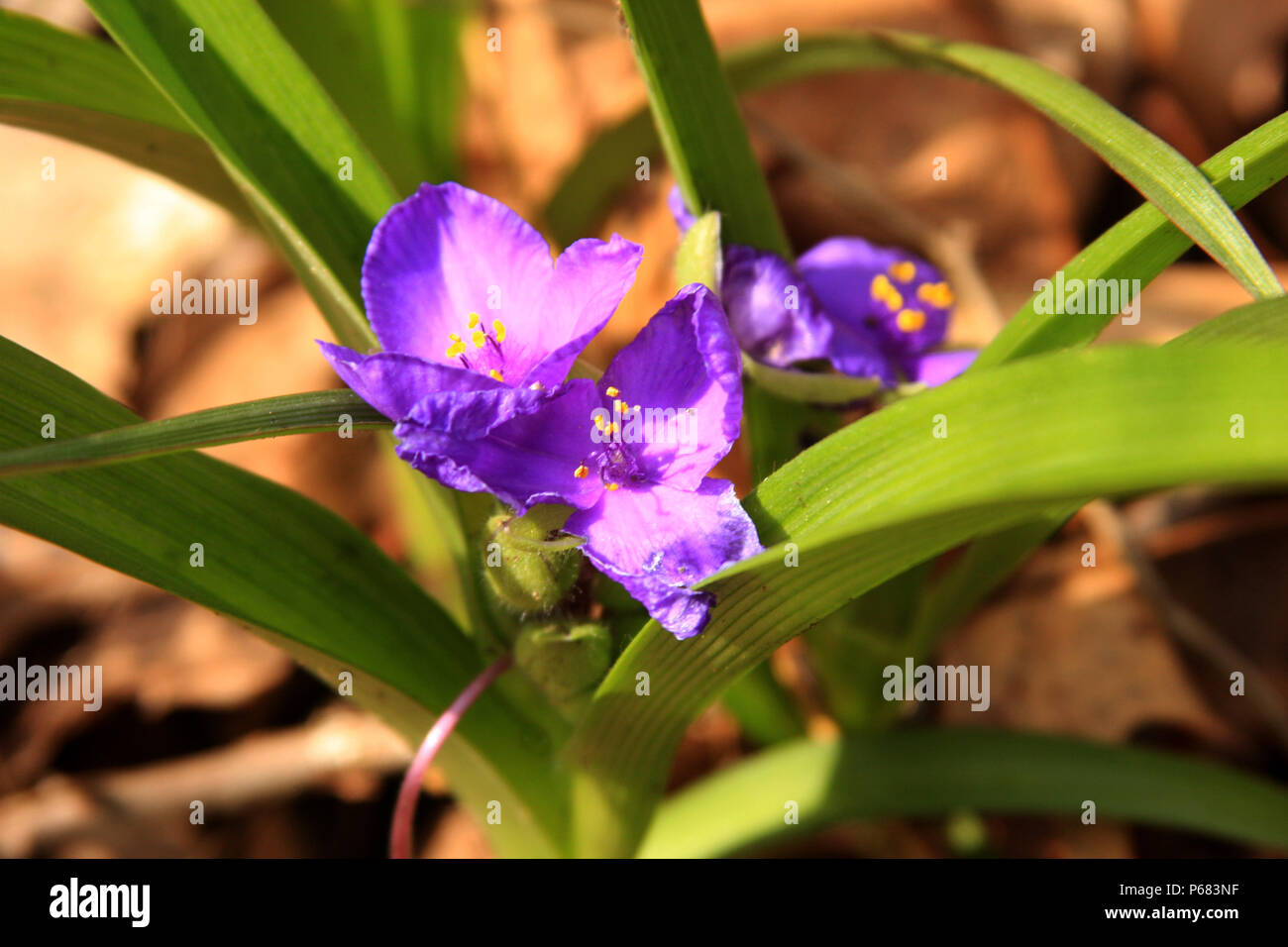 Purple spiderwort flower Stock Photo - Alamy