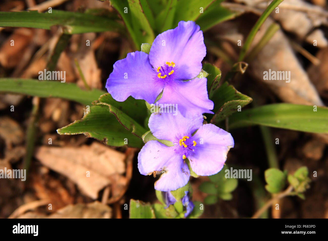 Purple spiderwort flower Stock Photo - Alamy