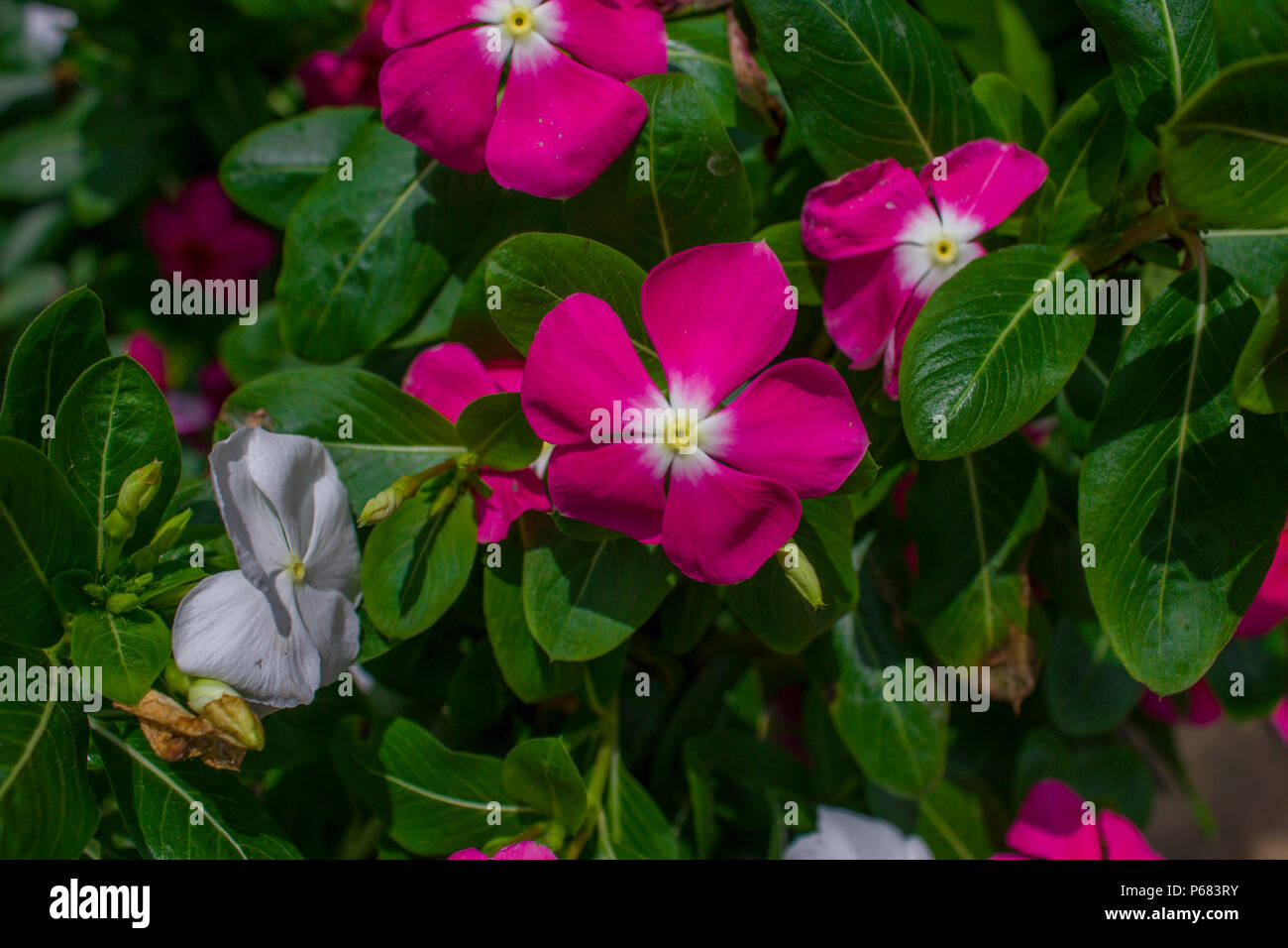 Red periwinkle hi-res stock photography and images - Alamy