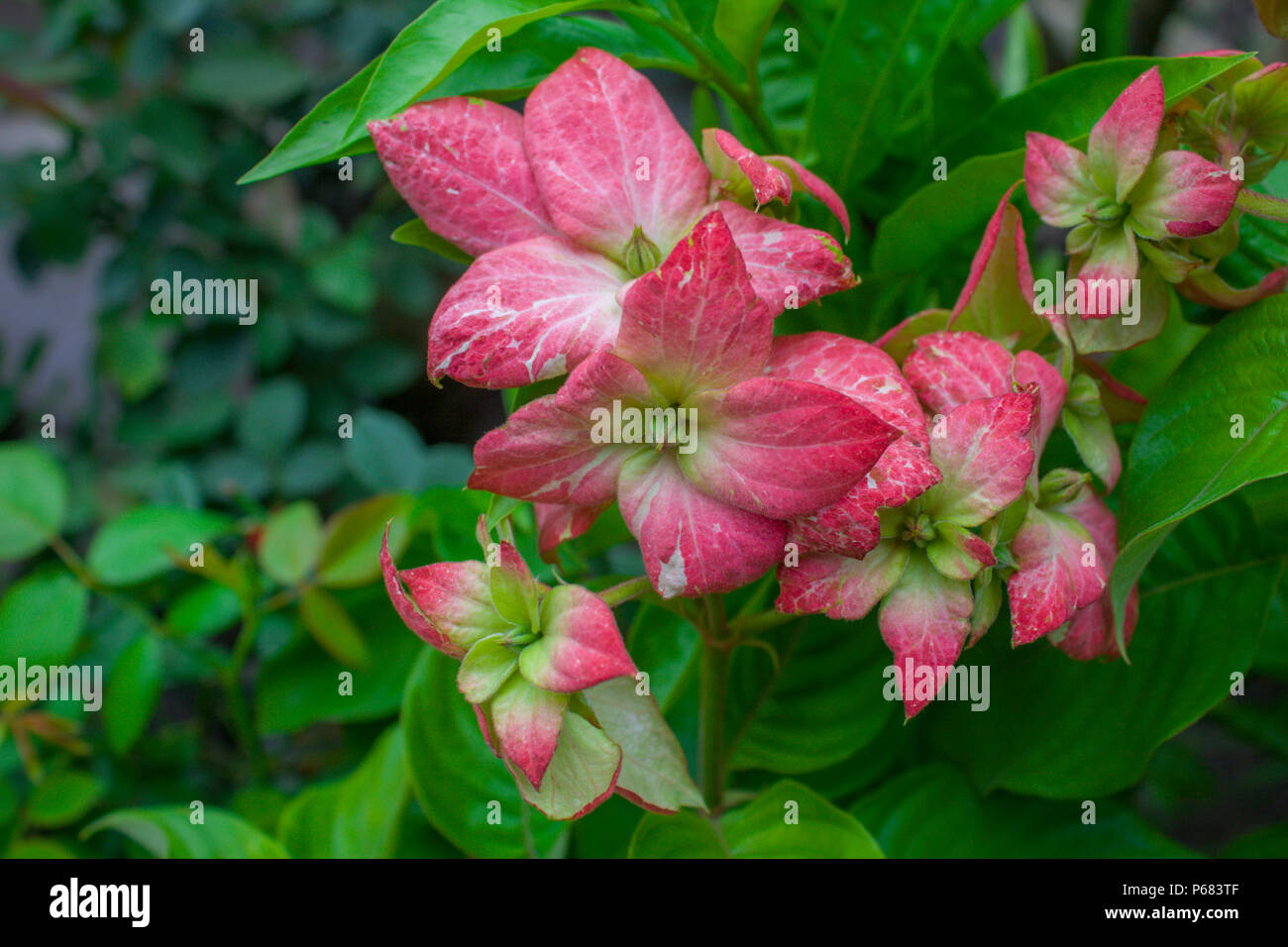 Ose flower hi-res stock photography and images - Alamy