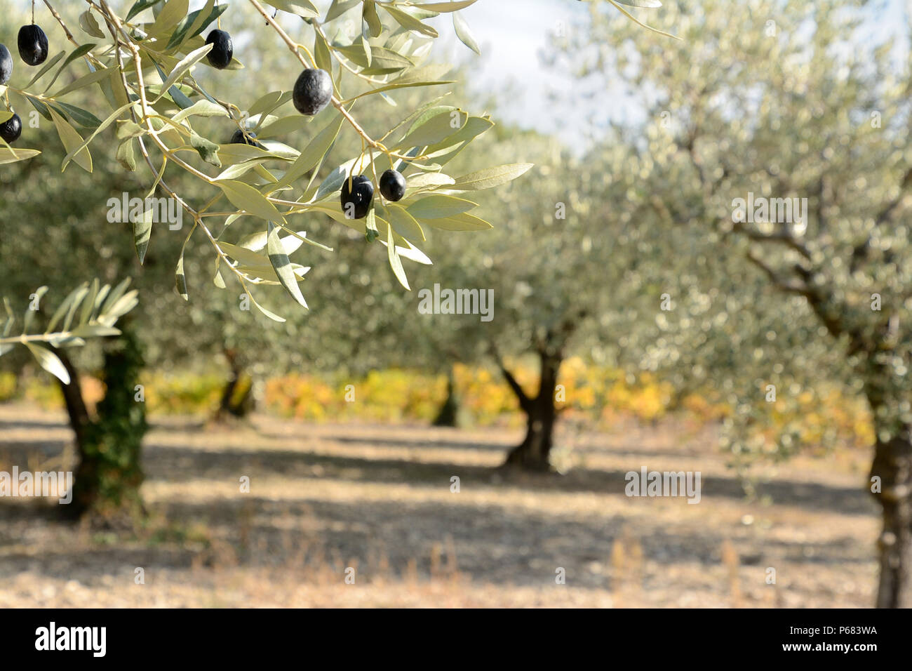 Tanché hi-res stock photography and images - Alamy