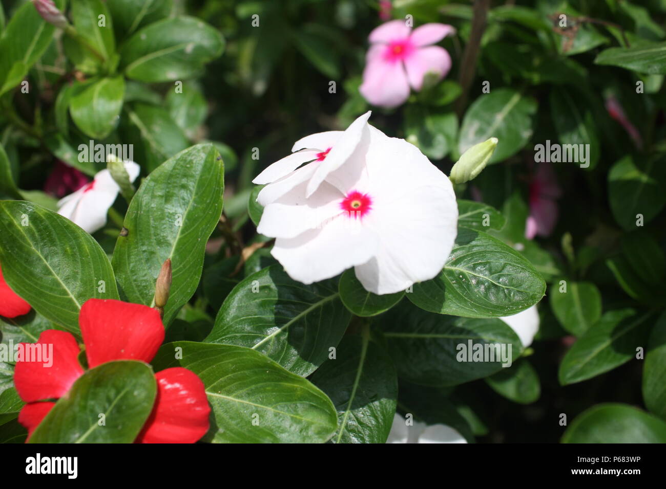 White Periwinkle Flower Stock Photo - Alamy