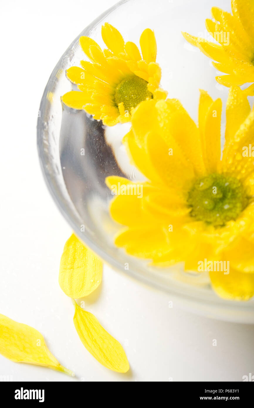 yellow flowers close up floating in water Stock Photo - Alamy