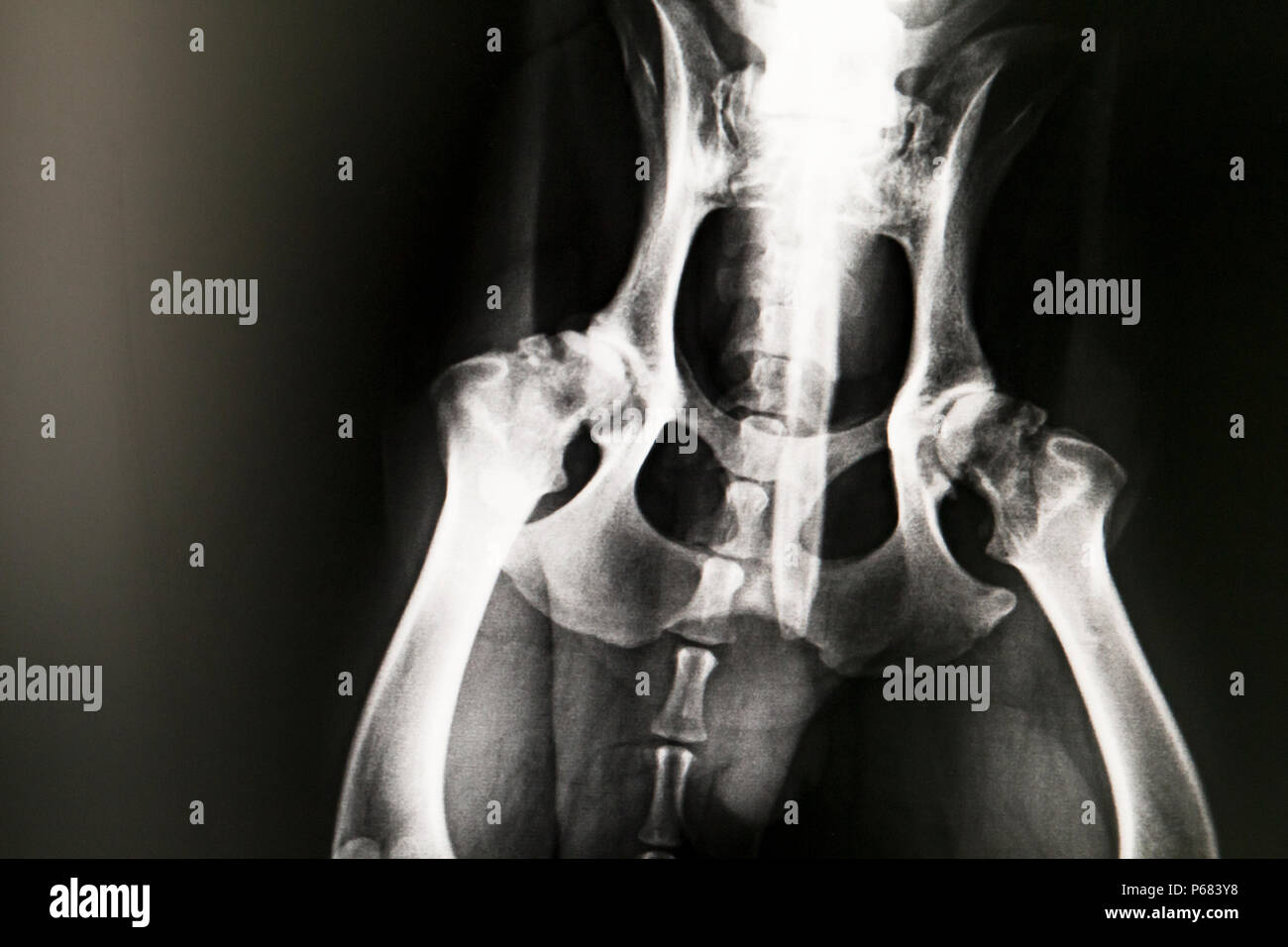 Dog pelvis x ray hi-res stock photography and images - Alamy