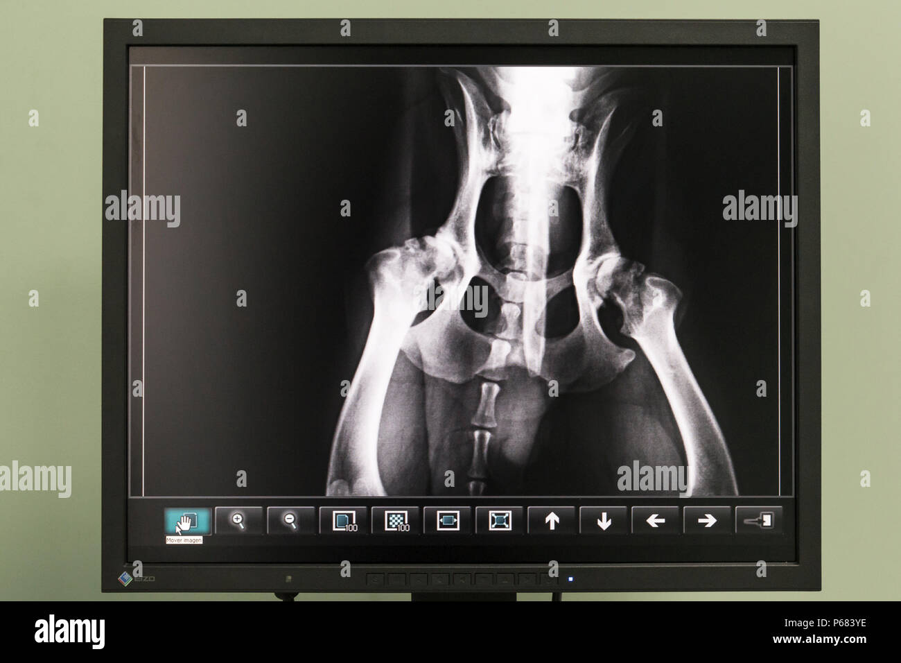 Monitoring X-Ray of a dog Stock Photo - Alamy