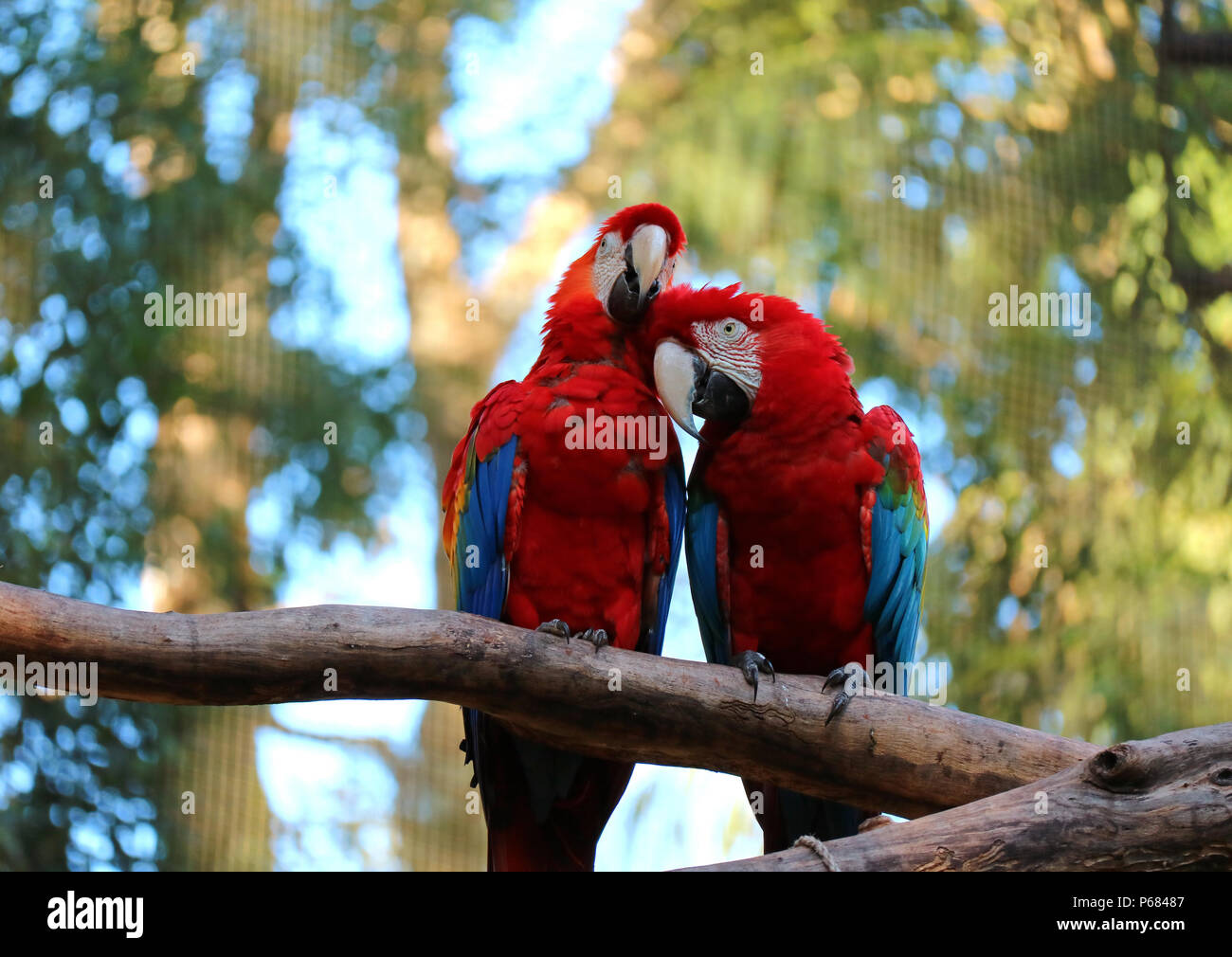 Two Scarlet Macaw perching together and preening its couple on the tree ...