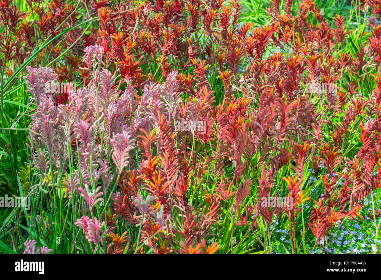 Kangaroo paw plant hi-res stock photography and images - Alamy