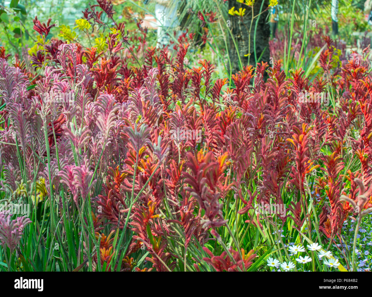 Kangaroo Paw Plant Stock Photo - Alamy