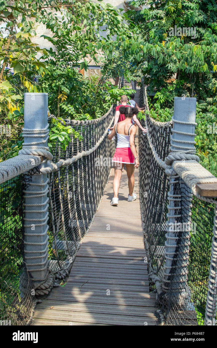 Rope bridge jungle hi-res stock photography and images - Alamy