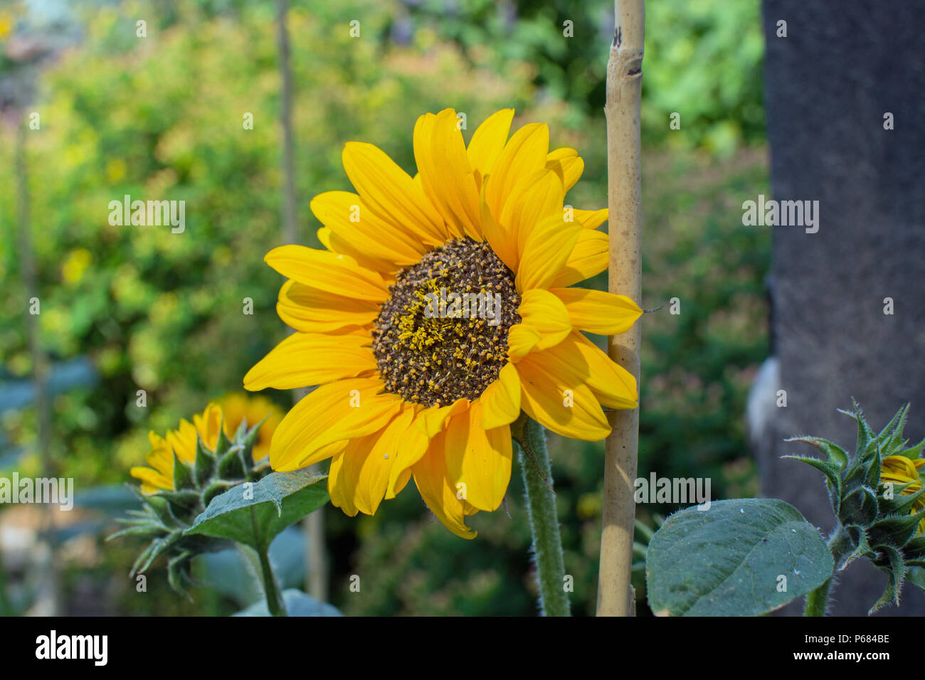 Yellow sun flower hi-res stock photography and images - Alamy