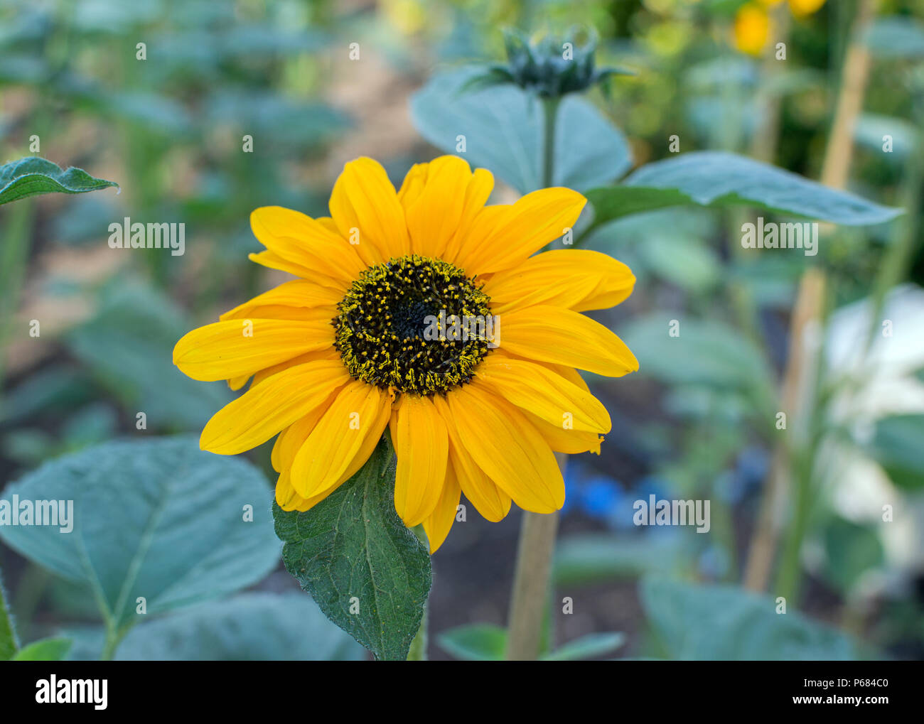 Yellow sun flower hi-res stock photography and images - Alamy