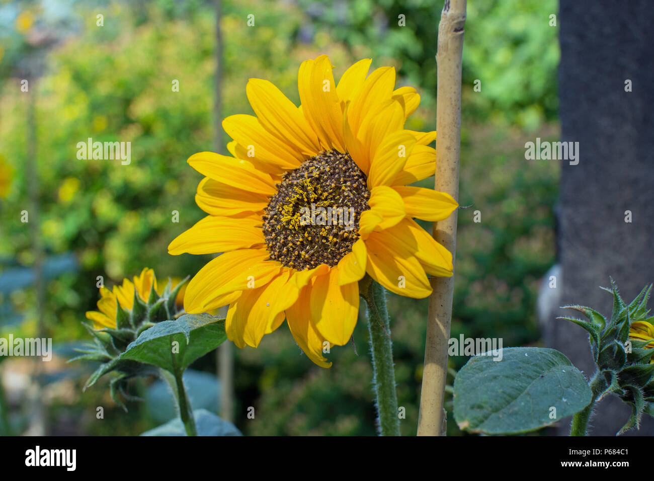 Yellow sun flower hi-res stock photography and images - Alamy