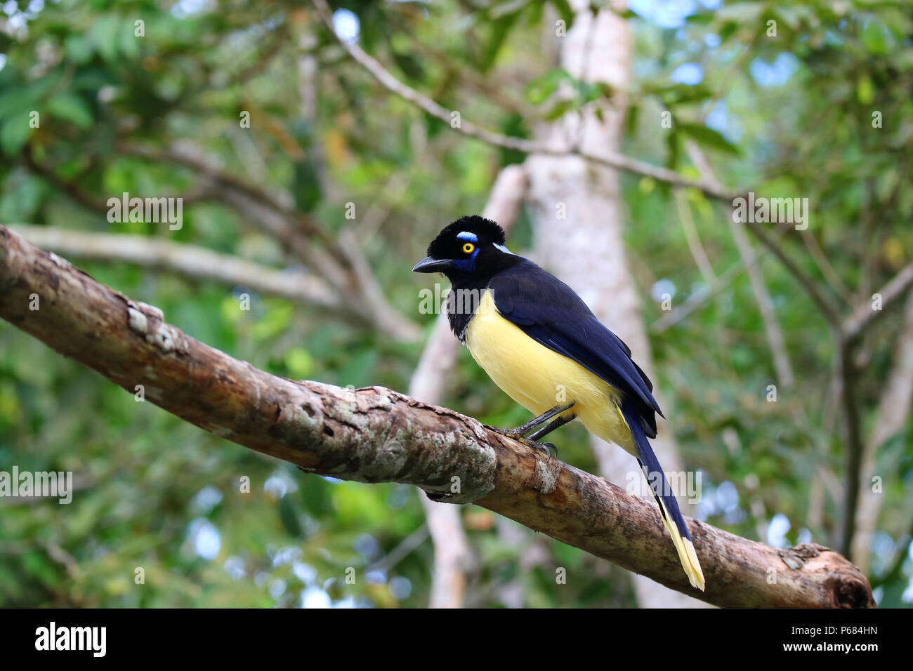 Plush-crested Jay or Cyanocorax chrysops bird in the forest of Iguazu ...