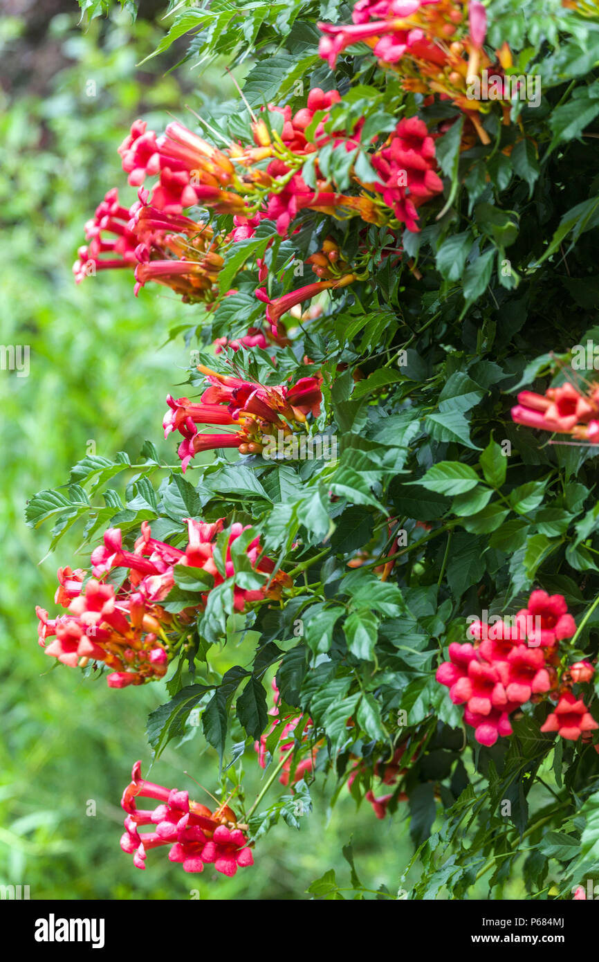 Creeper vine hi-res stock photography and images - Alamy