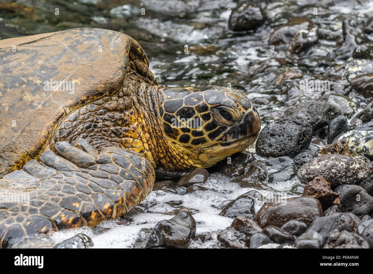 Green Sea Turtle Resting Stock Photo - Alamy
