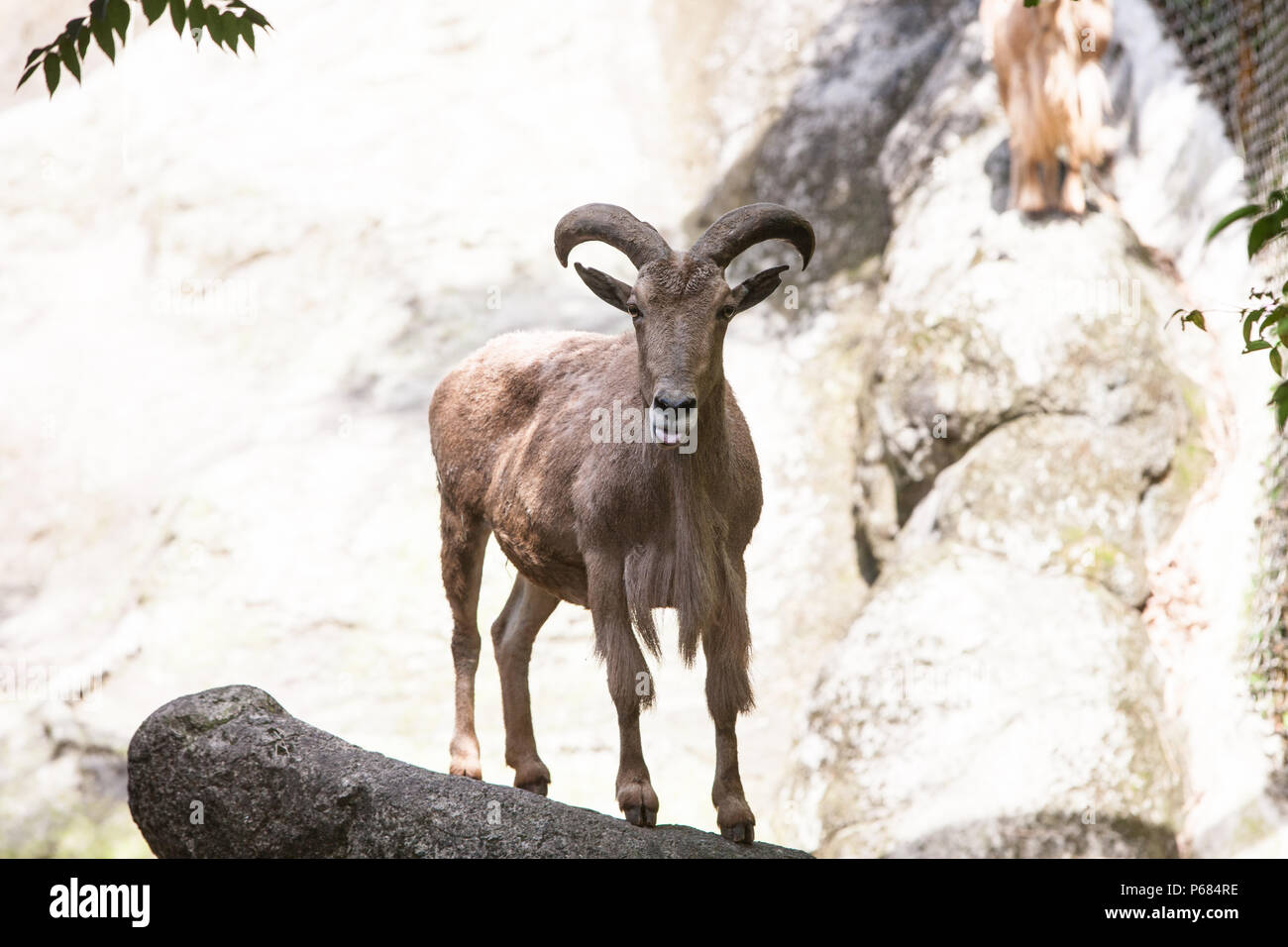 Taipei Zoo,zoo,animal,animals,Taipei,Taipei City,Taiwan,city,island ...