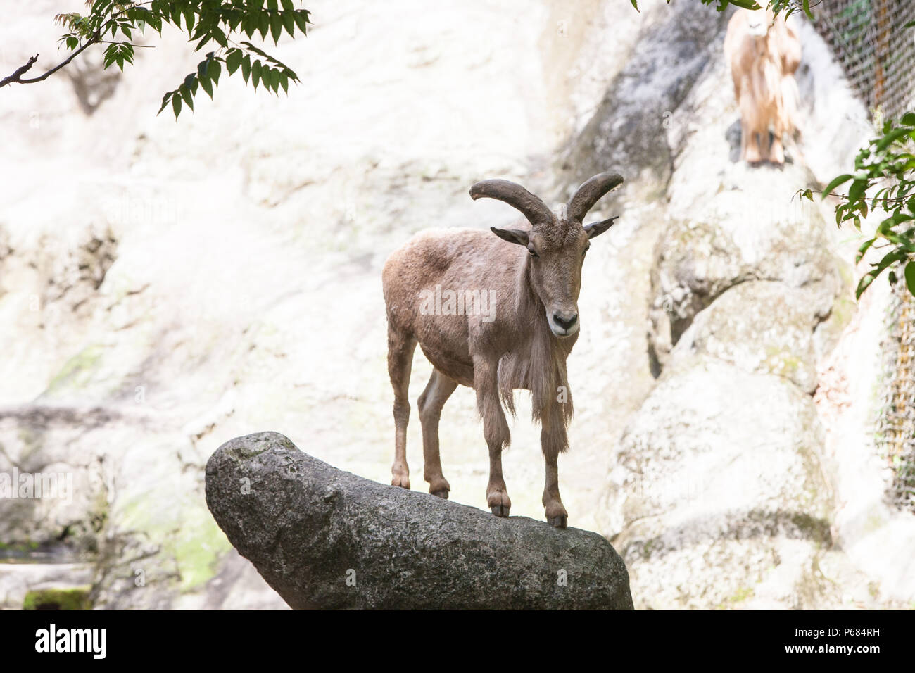 Taipei Zoo,zoo,animal,animals,Taipei,Taipei City,Taiwan,city,island ...