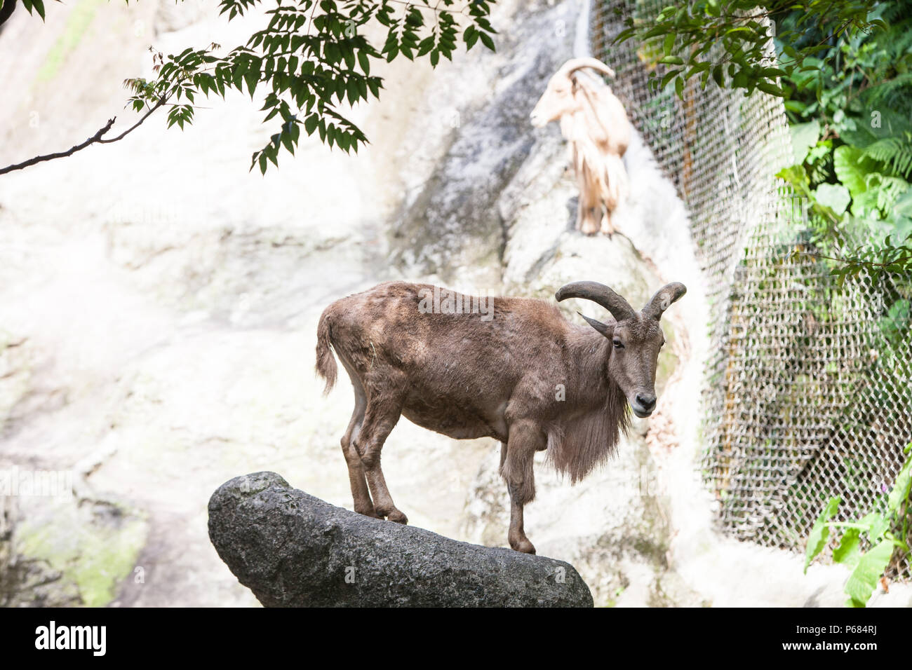 Taipei Zoo,zoo,animal,animals,Taipei,Taipei City,Taiwan,city,island ...