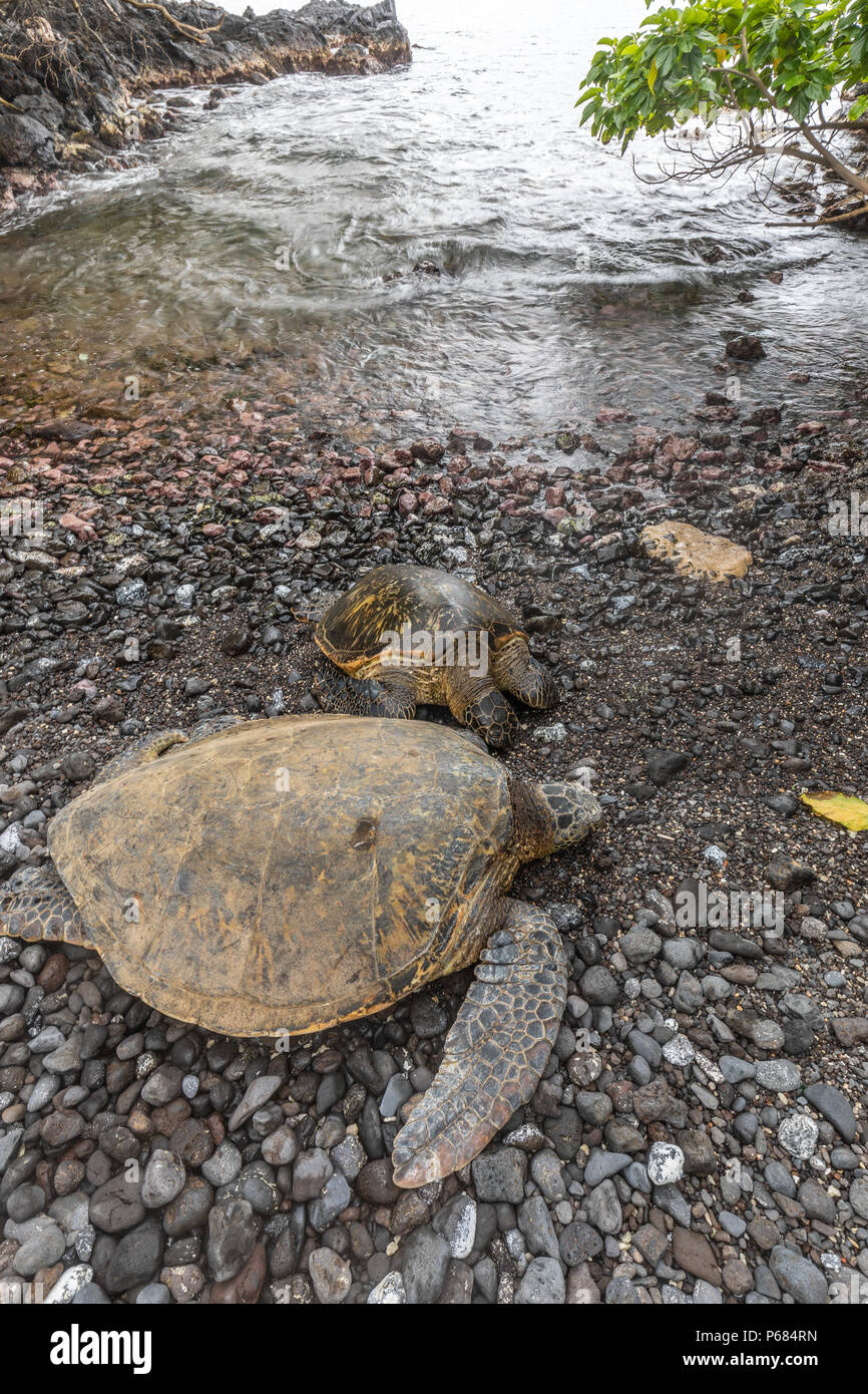 Green Sea Turtle Resting Stock Photo - Alamy