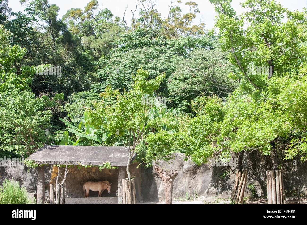 Taipei Zoo,zoo,animal,animals,Taipei,Taipei City,Taiwan,city,island ...