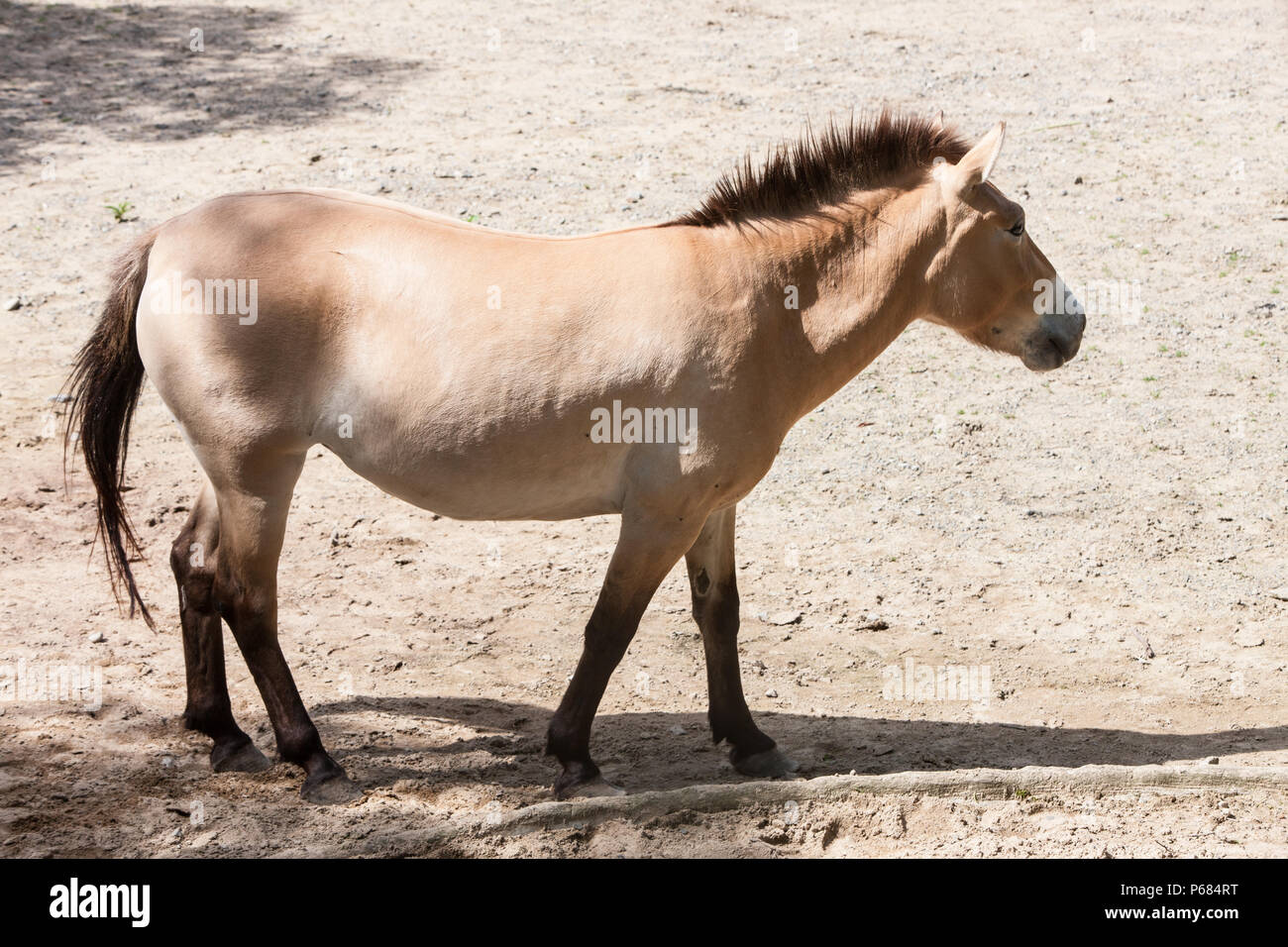 Taipei Zoo,zoo,animal,animals,Taipei,Taipei City,Taiwan,city,island ...