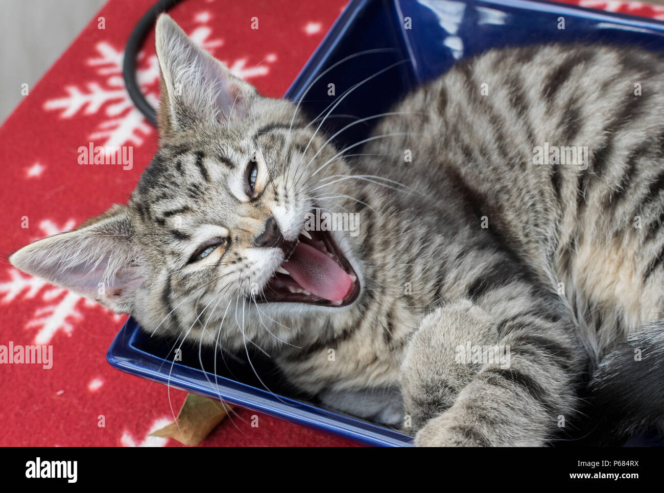 Cute kitten yawning hi-res stock photography and images - Alamy