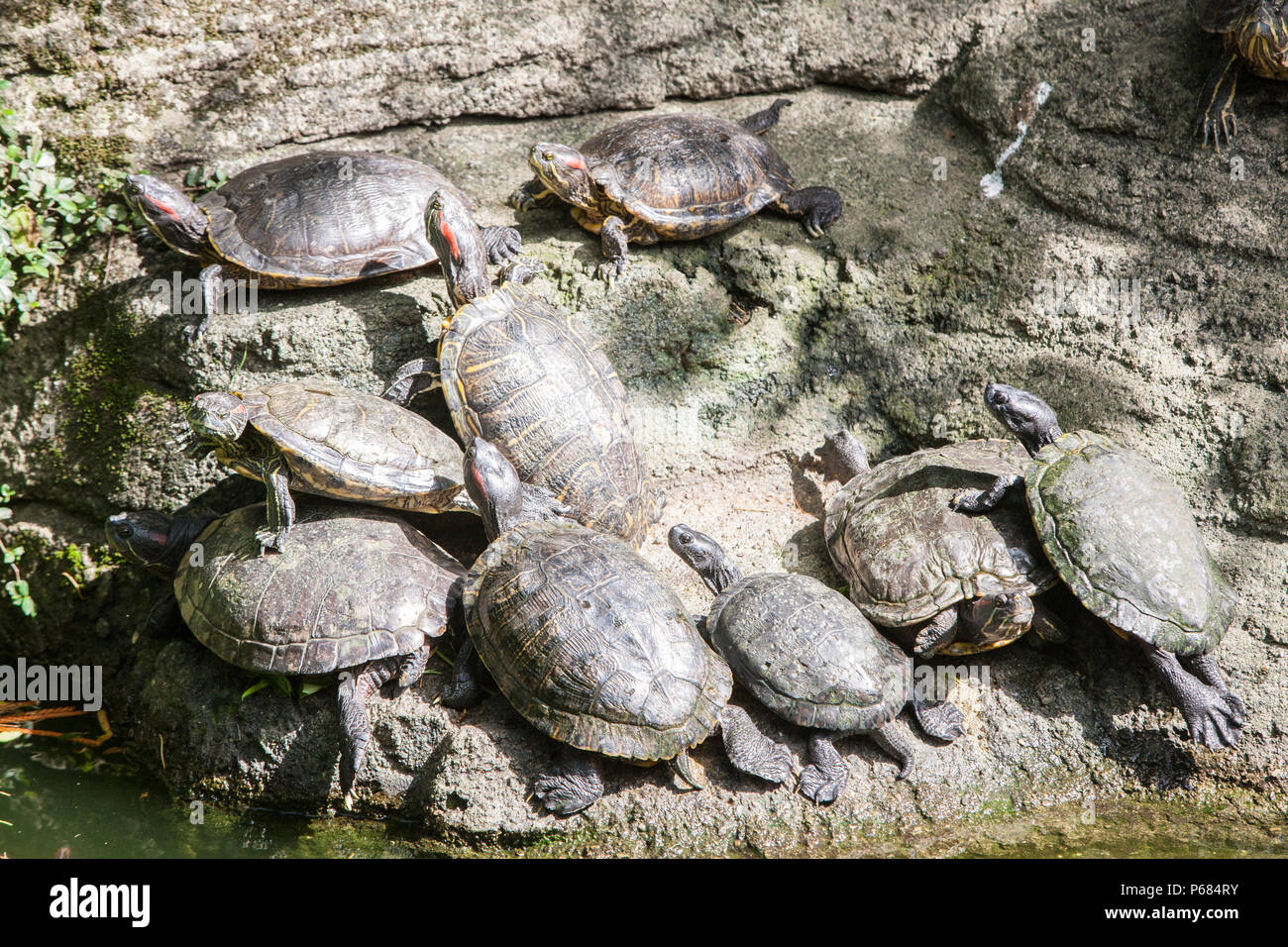 Taipei Zoo,zoo,animal,animals,Taipei,Taipei City,Taiwan,city,island ...