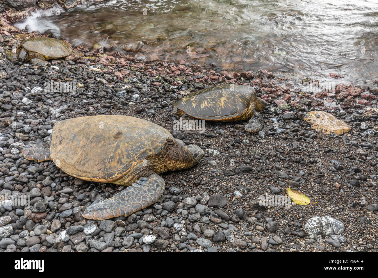 Green Sea Turtle Resting Stock Photo - Alamy