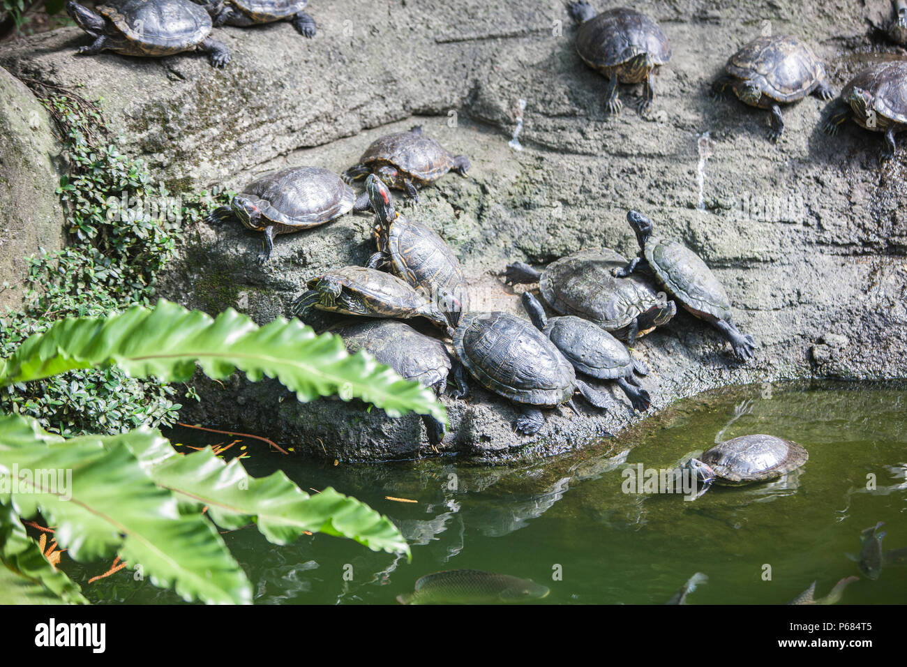 Taipei Zoo,zoo,animal,animals,Taipei,Taipei City,Taiwan,city,island ...