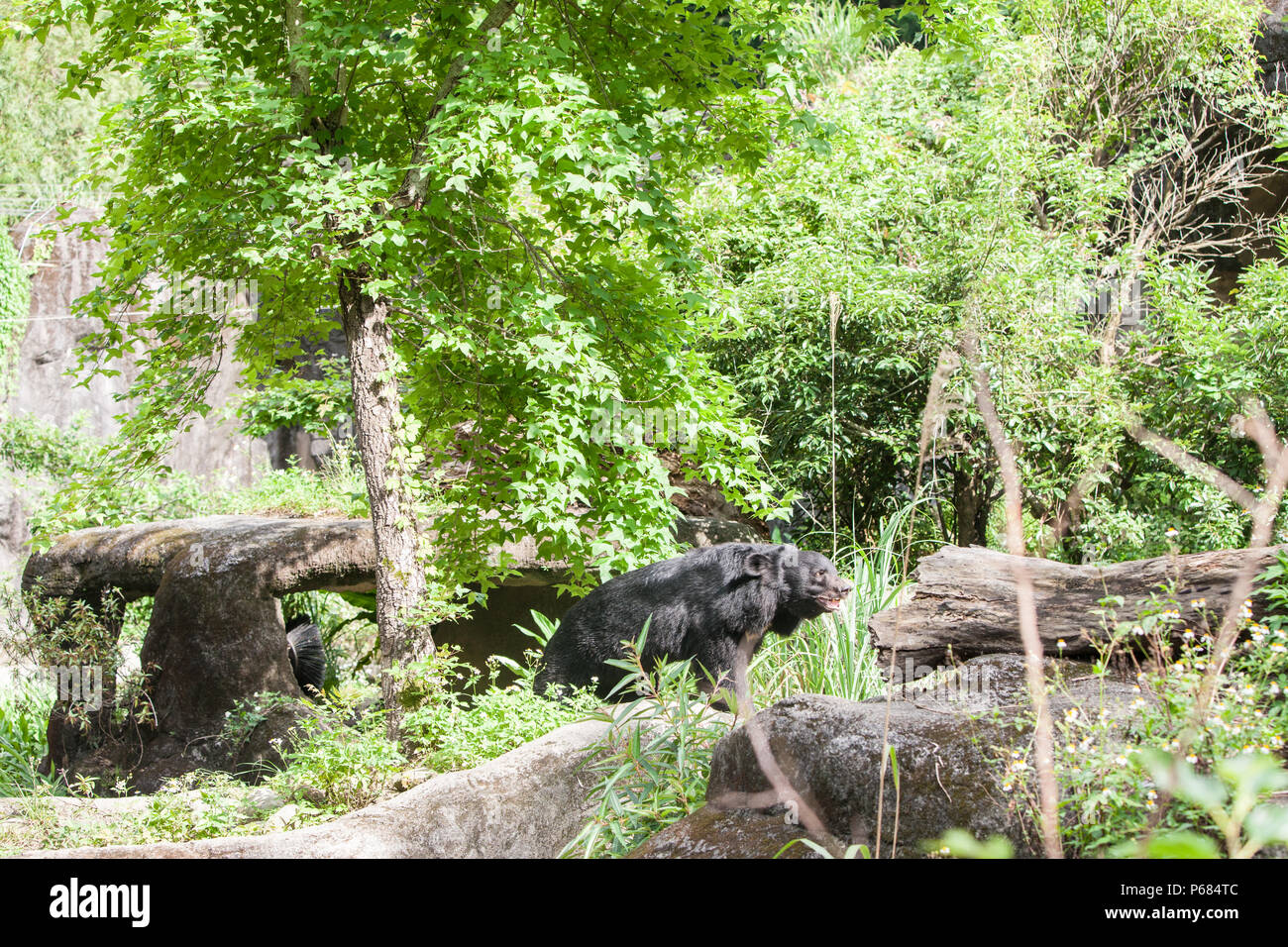 Taipei Zoo,zoo,animal,animals,Taipei,Taipei City,Taiwan,city,island ...