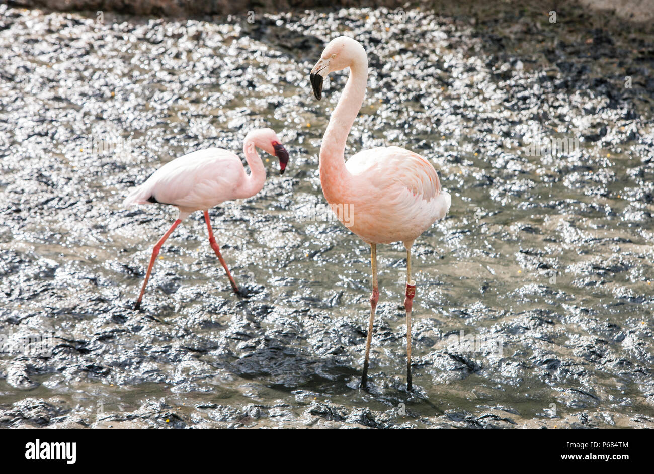 Taipei Zoo,zoo,animal,animals,Taipei,Taipei City,Taiwan,city,island ...
