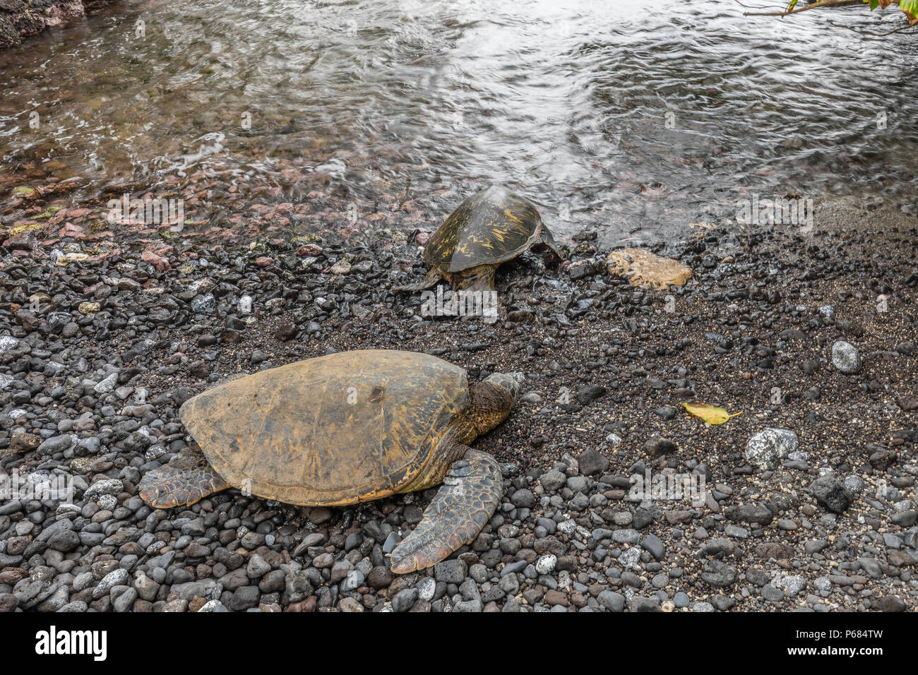 Green Sea Turtle Resting Stock Photo - Alamy
