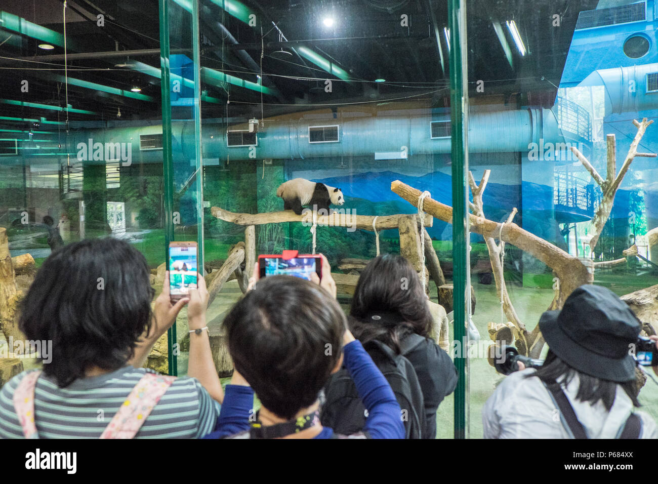 Giant Panda,Taipei Zoo,zoo,animal,animals,Taipei,Taipei City,Taiwan ...