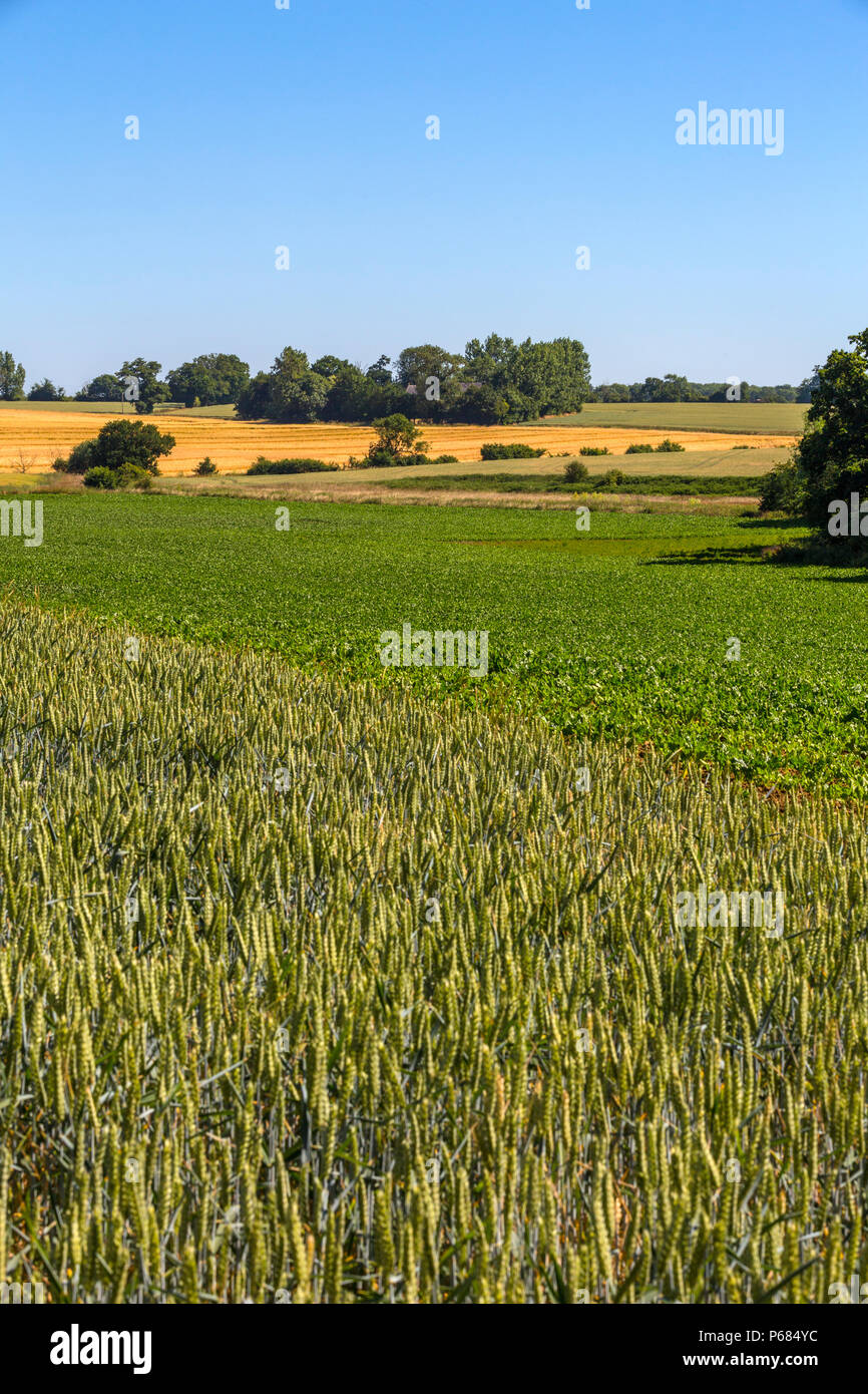 Uk crops hi-res stock photography and images - Alamy