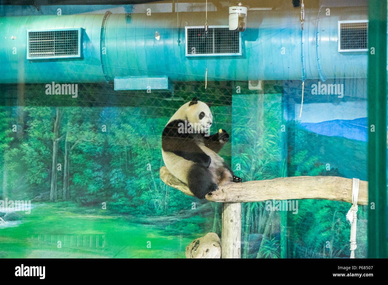 Giant Panda,Taipei Zoo,zoo,animal,animals,Taipei,Taipei City,Taiwan ...