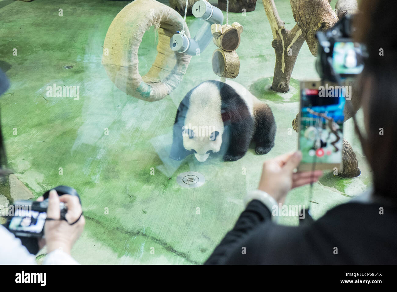 Giant Panda,Taipei Zoo,zoo,animal,animals,Taipei,Taipei City,Taiwan ...