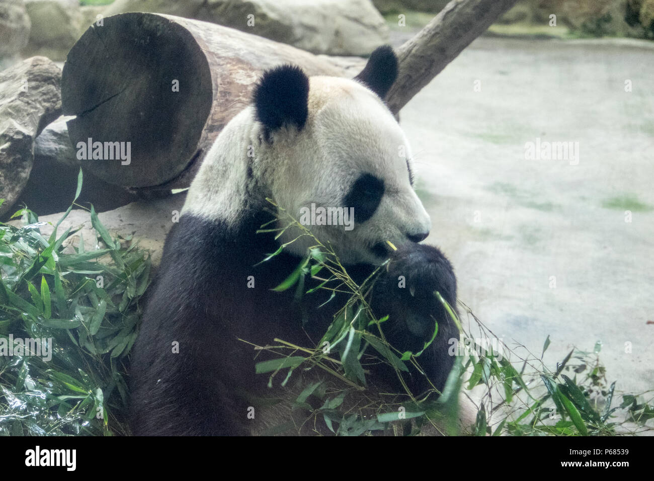 Giant Panda,Taipei Zoo,zoo,animal,animals,Taipei,Taipei City,Taiwan ...