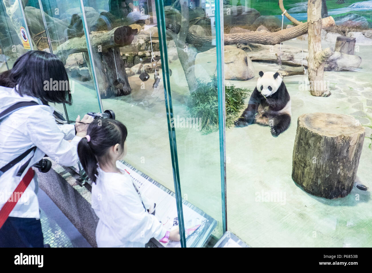 Giant Panda,Taipei Zoo,zoo,animal,animals,Taipei,Taipei City,Taiwan ...