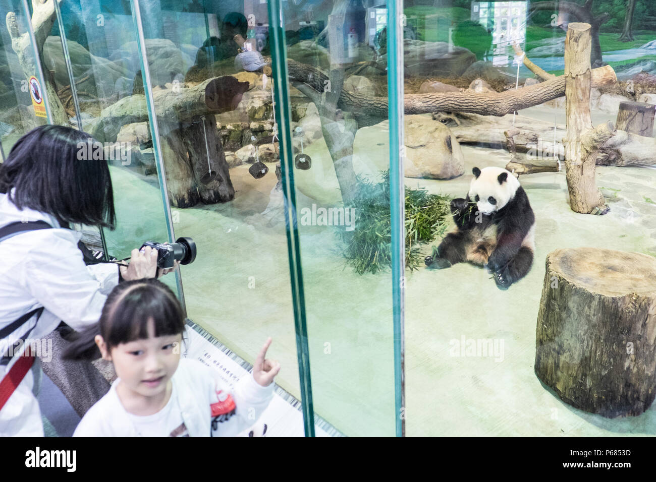Giant Panda,Taipei Zoo,zoo,animal,animals,Taipei,Taipei City,Taiwan ...