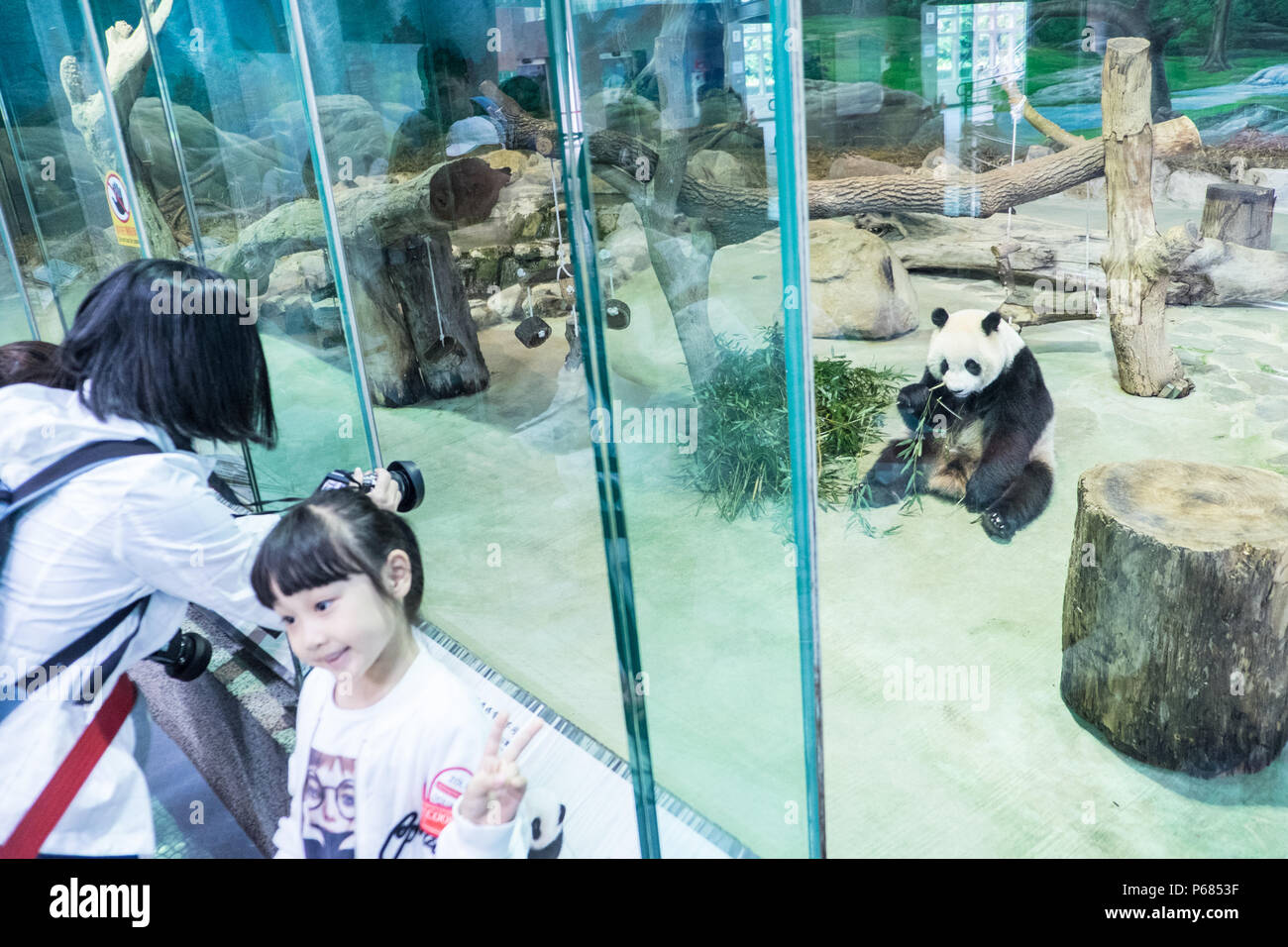 Giant Panda,Taipei Zoo,zoo,animal,animals,Taipei,Taipei City,Taiwan ...